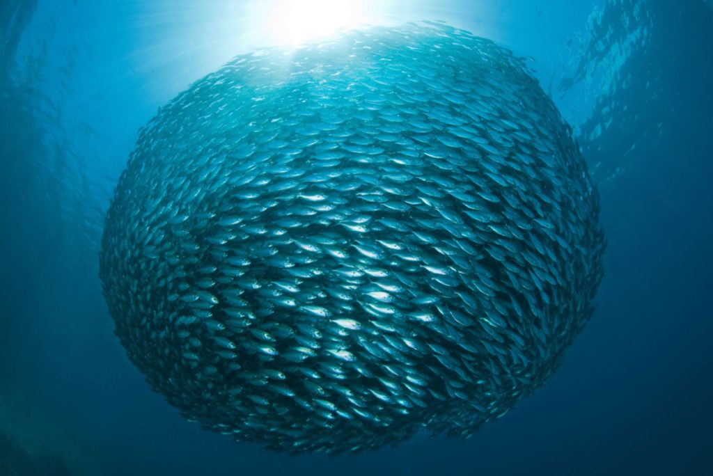 Understanding Marine Protected Areas (MPAs) – WildAid Marine