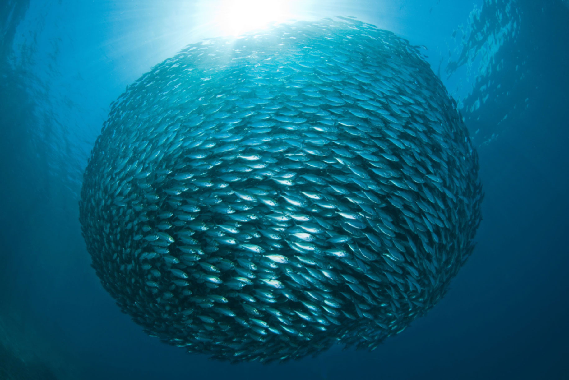 United to Protect Sustainable Fisheries and Marine Resources in The ...
